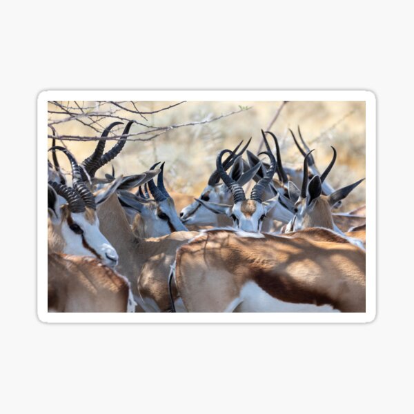 "Springbok Huddle" Sticker by AnthonyZed | Redbubble