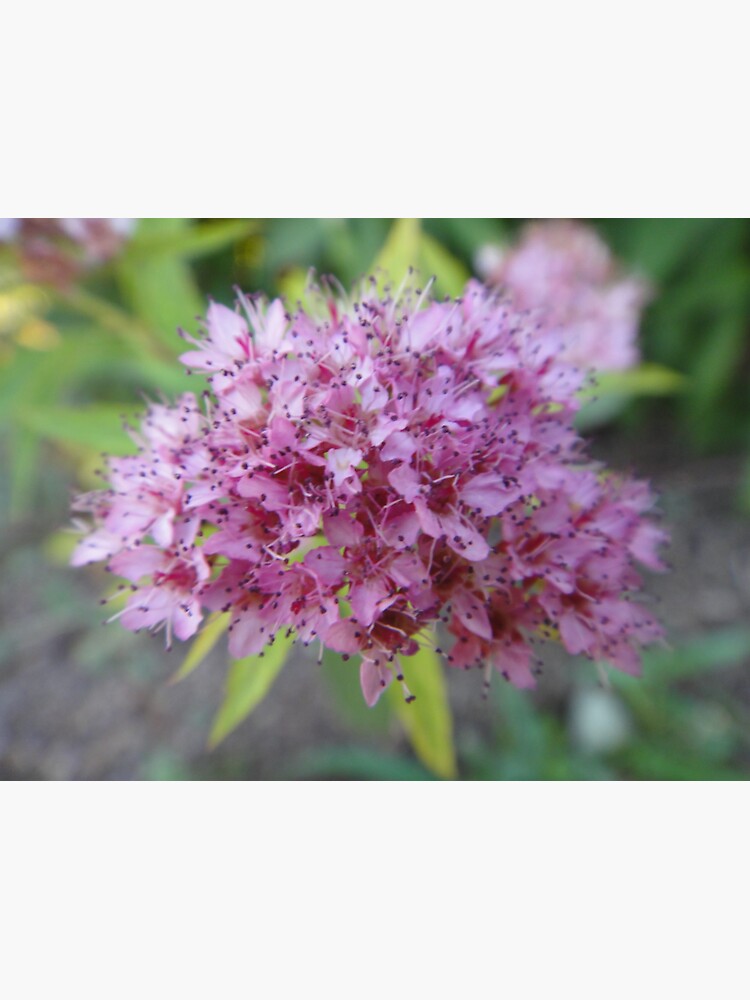 "Peerlessly beautiful purple flower" Sticker by yura888 | Redbubble