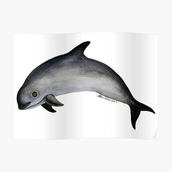 Pósters: Vaquita | Redbubble