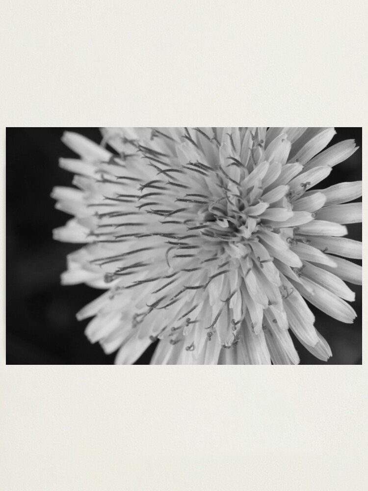 Lámina fotográfica «Delicados rizos de diente de león en blanco y negro ...