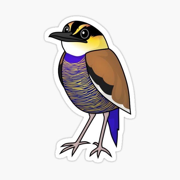 "Javan Banded Pitta" Sticker for Sale by Daniel Terrington | Redbubble