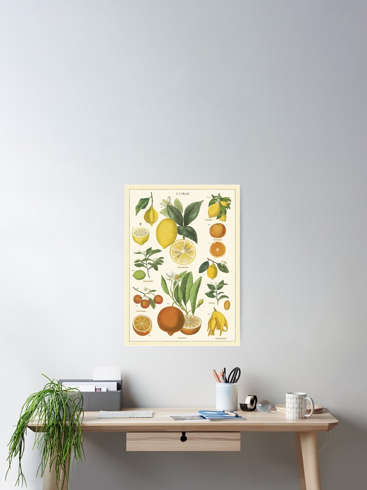 "Vintage Citrus Specimen Illustration" Poster for Sale by arisabi ...
