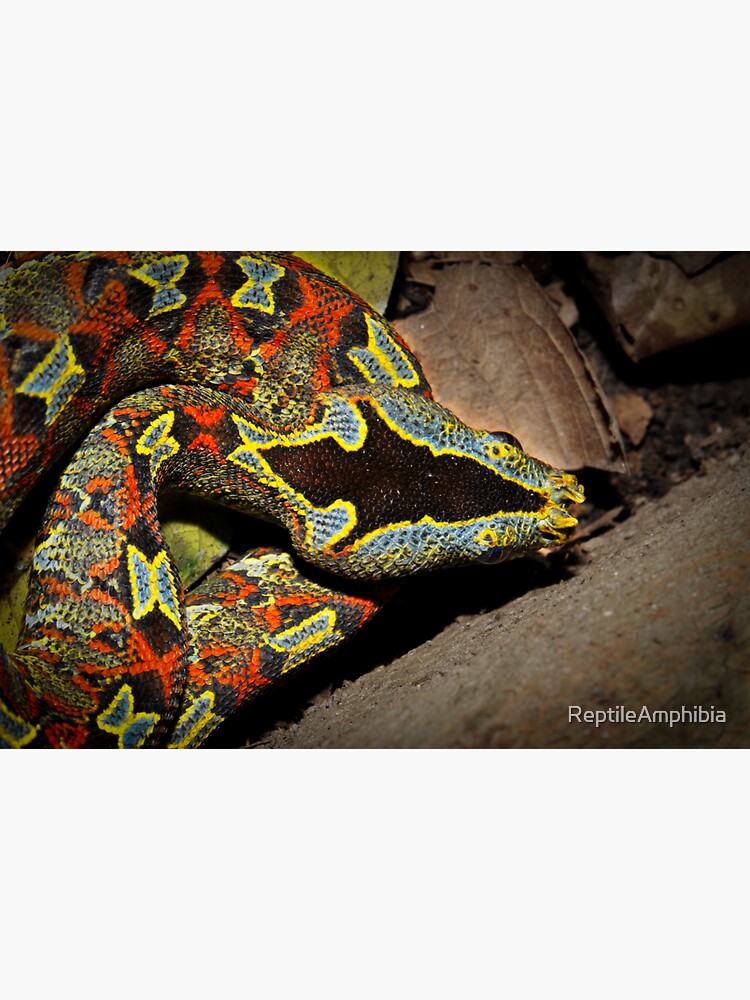 "Rainbow Rhinoceros Viper" Sticker for Sale by ReptileAmphibia | Redbubble
