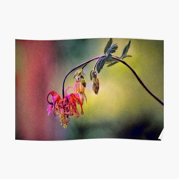 "The Jester" Poster for Sale by ibrush | Redbubble