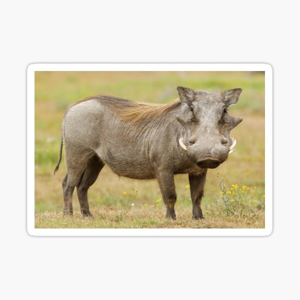 "African Wildlife - Warthog" Sticker for Sale by Josephines-ZA | Redbubble