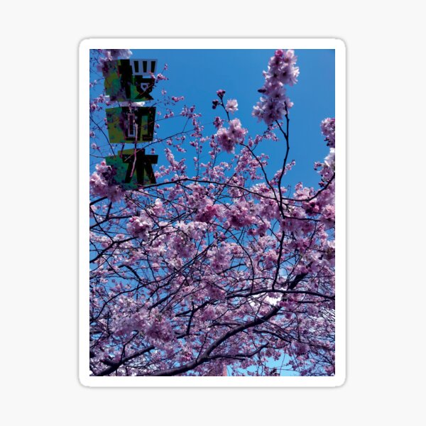 "Sakura " Sticker by SinaNori32 | Redbubble