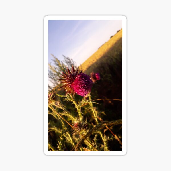 "Thistle" Sticker for Sale by JayAceAro | Redbubble