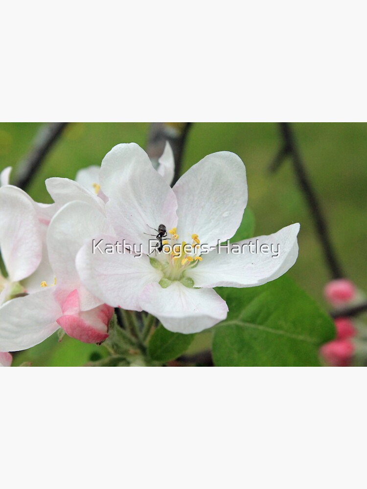 "Pollinator" Sticker for Sale by CocoaDiva | Redbubble