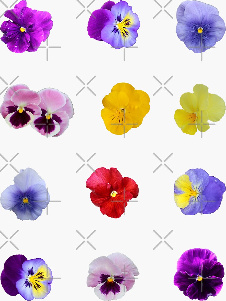 "Pansy Mixture" Sticker for Sale by STHogan | Redbubble