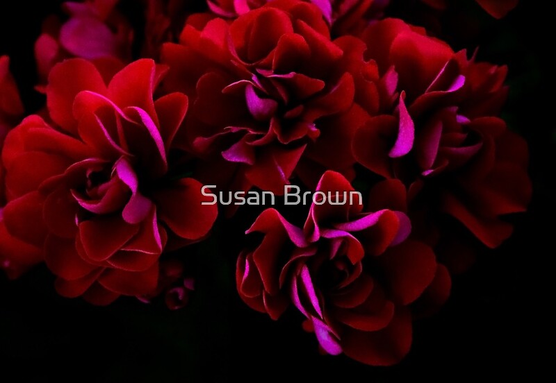 "Spanish Rose" by Susan Brown | Redbubble