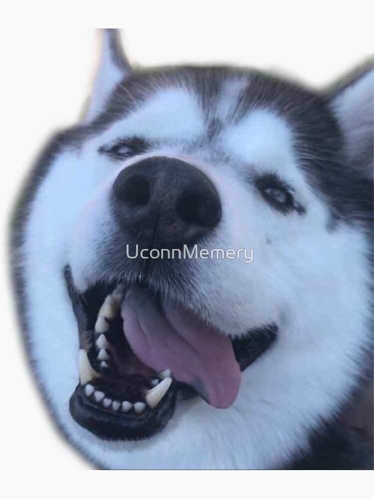 "Jonathan the Husky" Sticker for Sale by UconnMemery | Redbubble