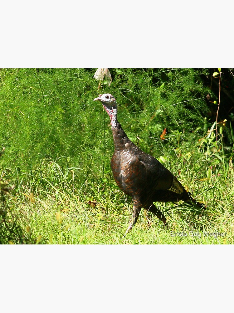 "Wild Turkey" Sticker by egdc211 | Redbubble