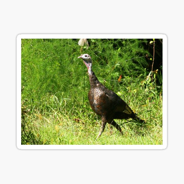 "Wild Turkey" Sticker by egdc211 | Redbubble
