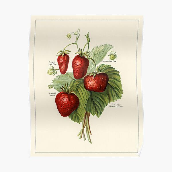 "Vintage Strawberry" Poster for Sale by arisabi | Redbubble