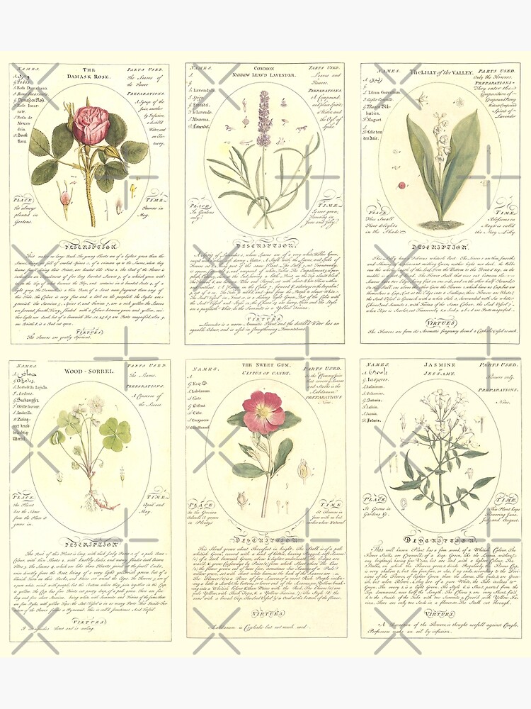 Póster «Botanicum medicinale» de arisabi | Redbubble
