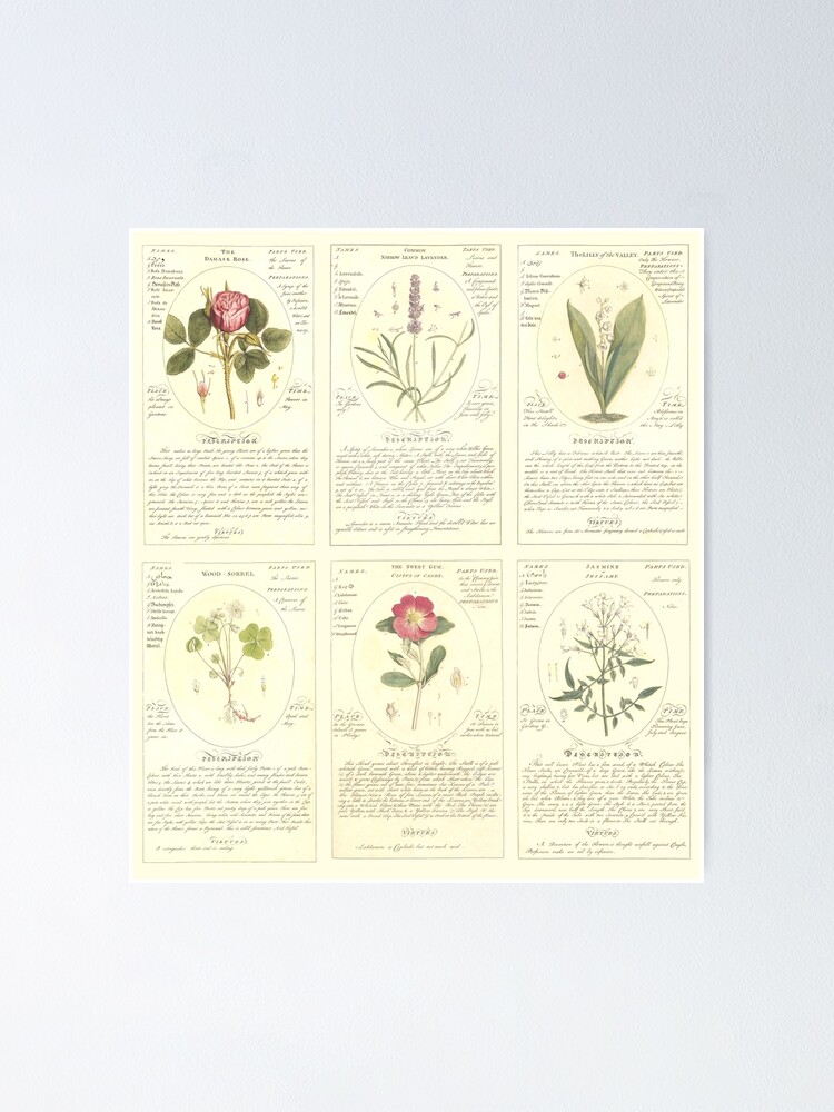 Póster «Botanicum medicinale» de arisabi | Redbubble