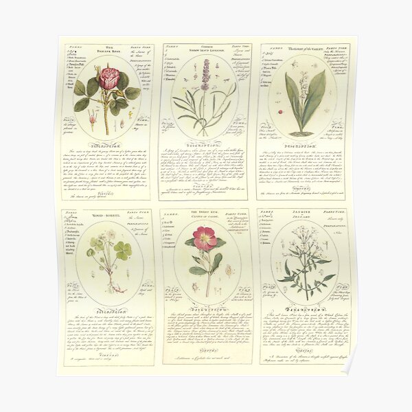 Póster «Botanicum medicinale» de arisabi | Redbubble