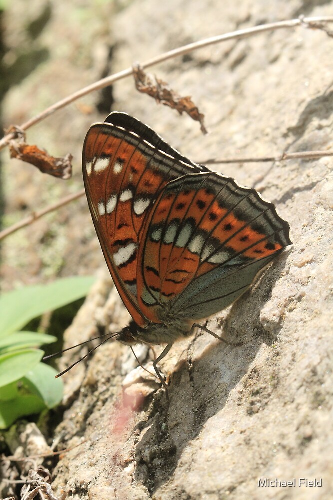 "Poplar Admiral Butterfly on mountain stones, Rila Mountains Bulgaria ...