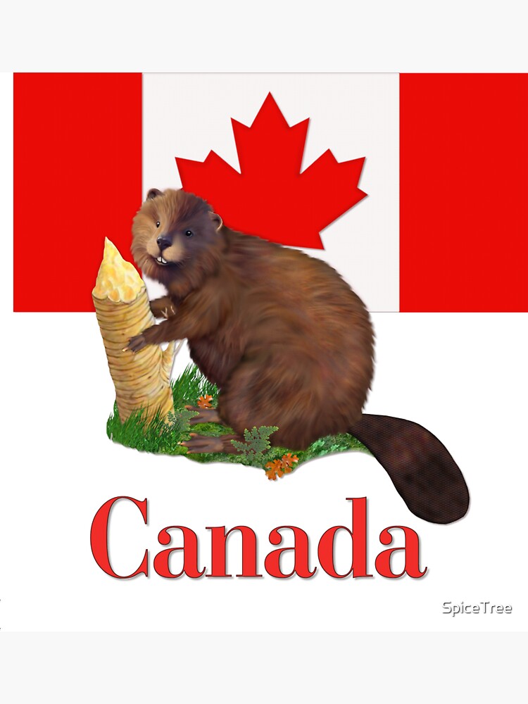 "Canadian Flag and Beaver" Magnet for Sale by SpiceTree | Redbubble