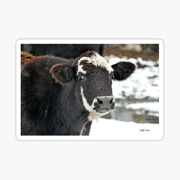 "Moo" Sticker by oreproductions | Redbubble