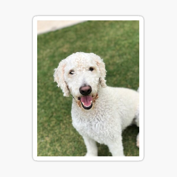 "Cash’s first photo shoot" Sticker by LibertyRay | Redbubble