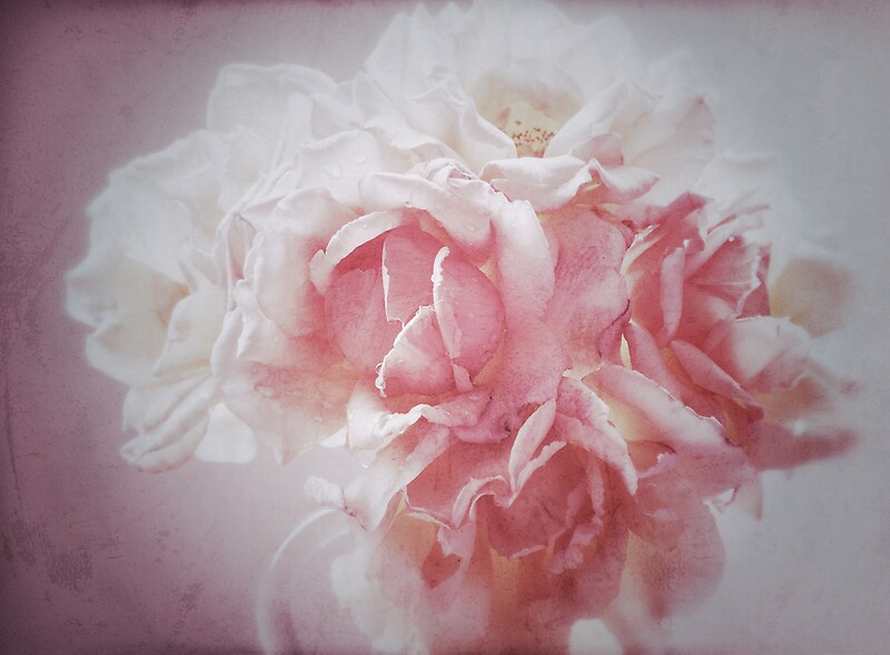 "Roses" by George Swann | Redbubble