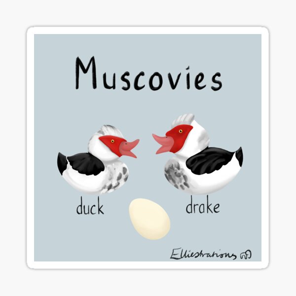 "Muscovy Rubber Ducks" Sticker for Sale by Elliestrations | Redbubble