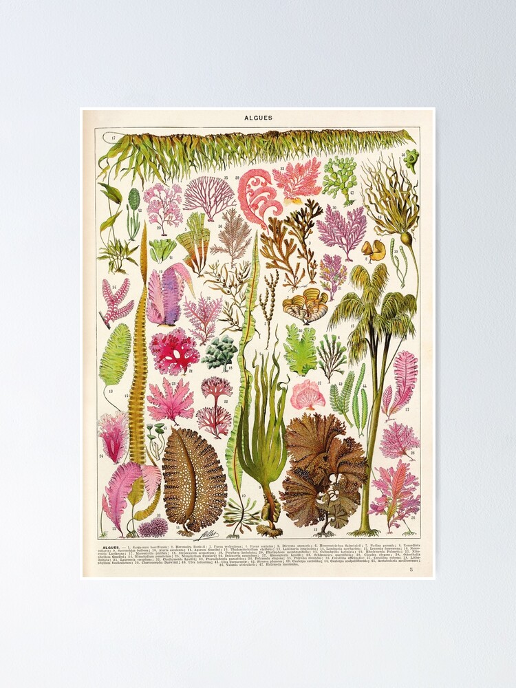 "Adolphe Millot - Algues - Vintage french botanical illustration ...