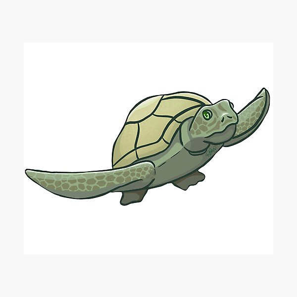 "Thomas Turtle - To the Aquarium " Photographic Print for Sale by ...