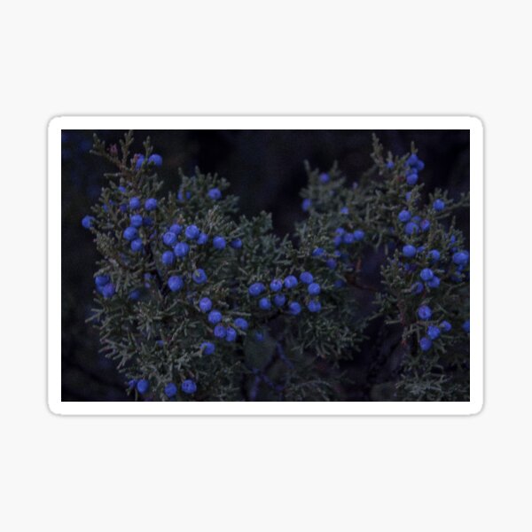 "juniper" Sticker for Sale by caddoriver | Redbubble