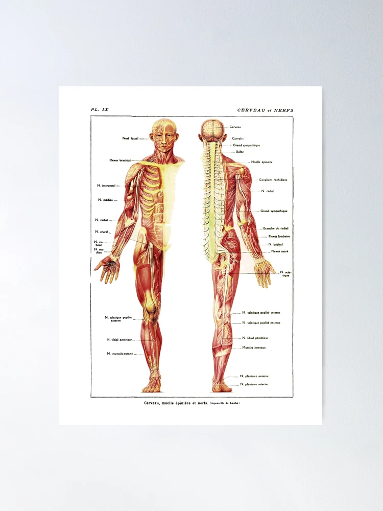Nervous Systemrear View Labeled Poster