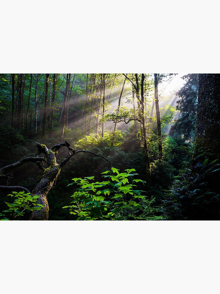 "Sacred Light" Poster by chaddutson | Redbubble