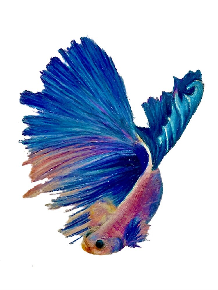 "blue and pink beta fish colored pencil drawing" Art Print for Sale by ...