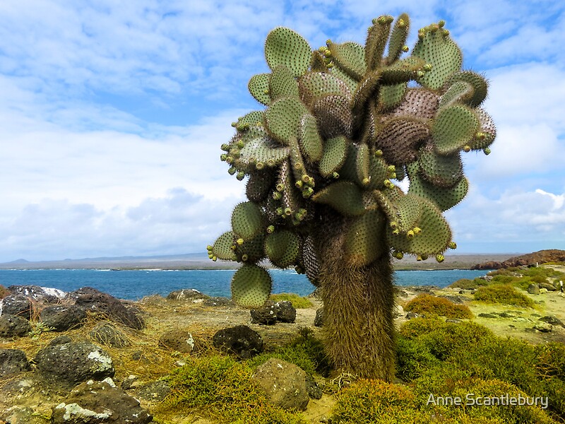 "Prickly tree" by Anne Scantlebury | Redbubble