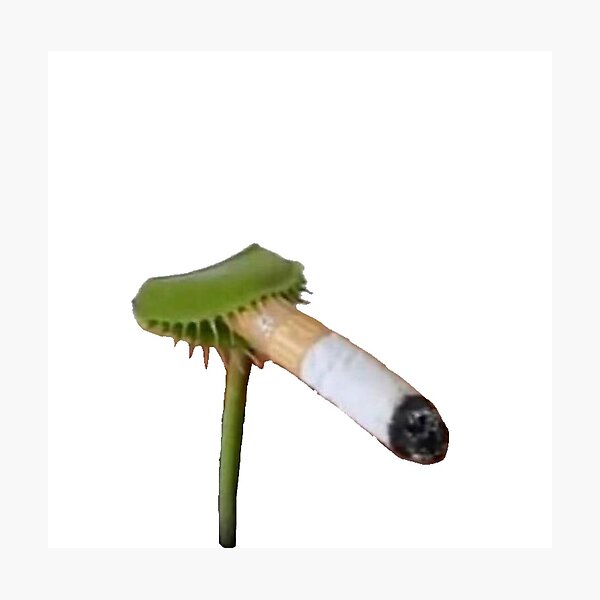 "venus flytrap smoking a cigarette " Photographic Print by christicaride | Redbubble