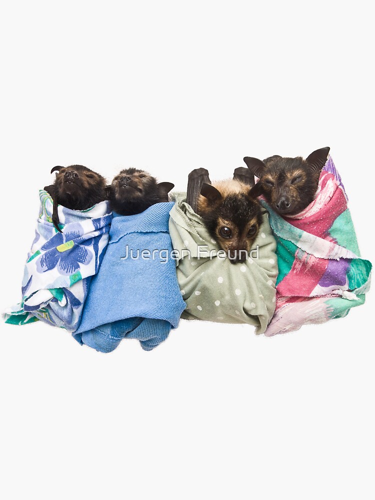 "Baby Fruit Bats" Sticker for Sale by Juergen Freund | Redbubble