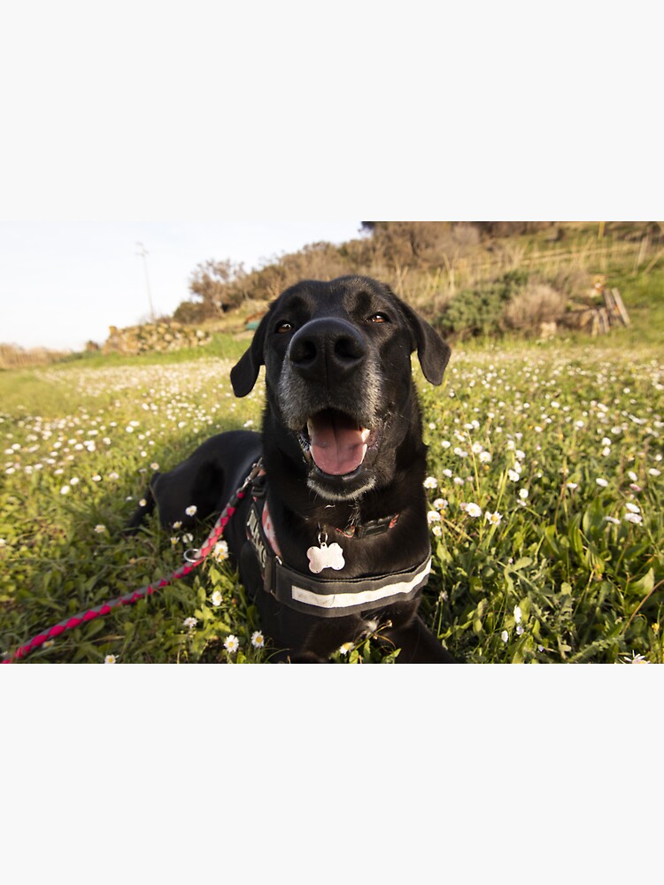 "a very big nose " Sticker for Sale by Nixie19191 | Redbubble