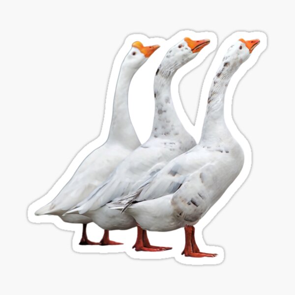 "Three Wise Ducks" Sticker for Sale by Solomonsel | Redbubble