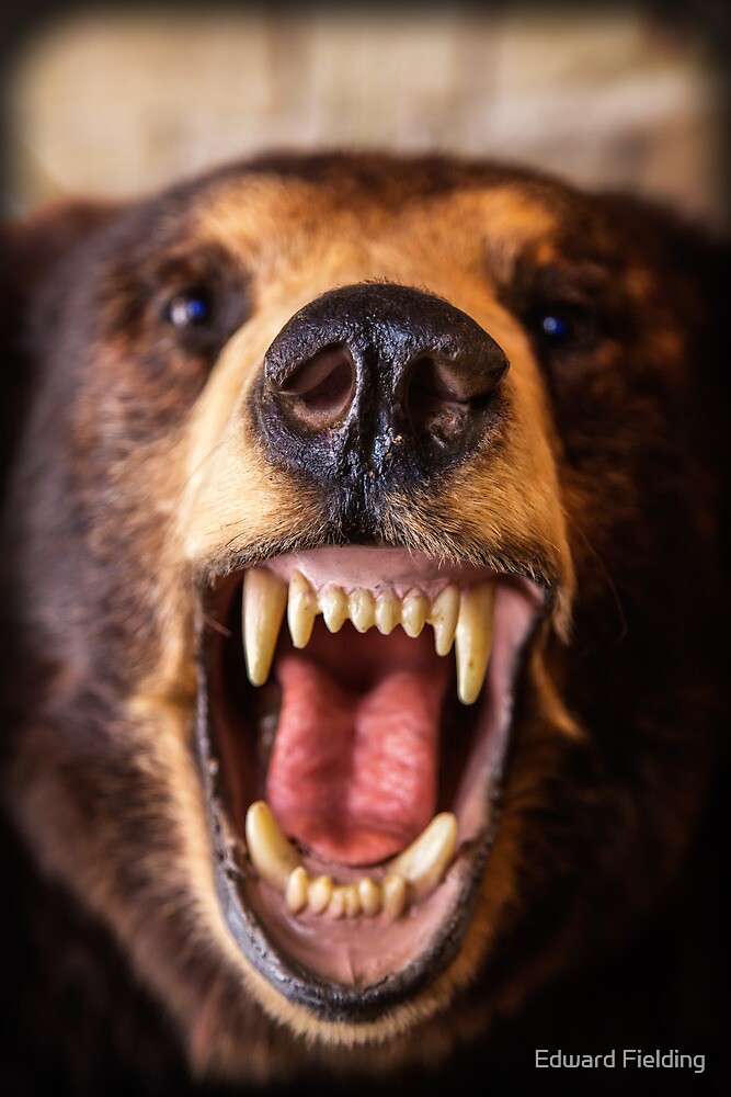 "Grin and Bear It" by Edward Fielding | Redbubble