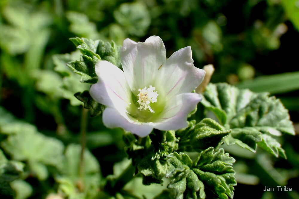 "Common Mallow Flower ~ Malva neglecta" by Jan Tribe | Redbubble