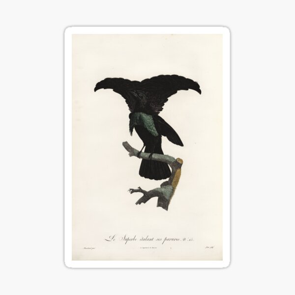 "Vintage french bird illustration - Jacques Barraband - Le Superbe ...