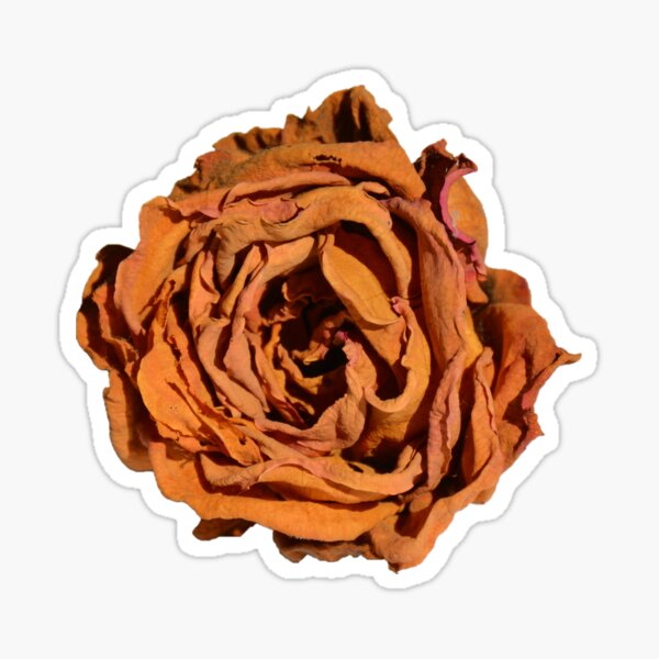"The withered rose" Sticker by minimaliconic | Redbubble