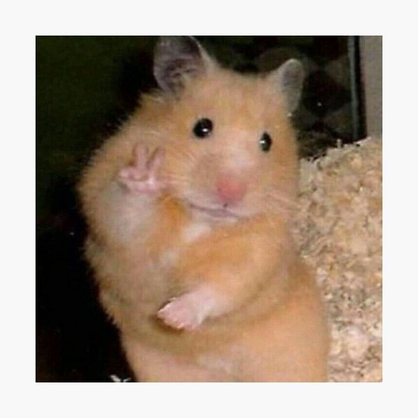 "hamster peace sign meme" Photographic Print for Sale by SAVAGEwav ...