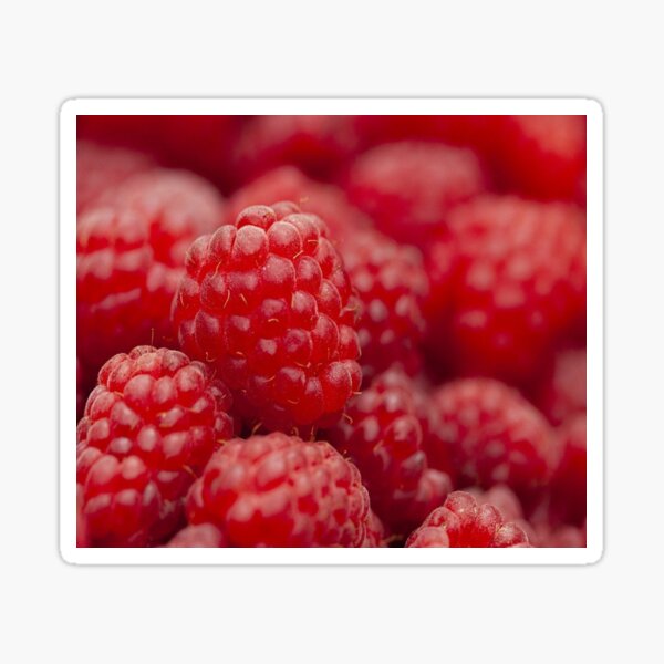 "Raspberry" Sticker for Sale by Celestin23 | Redbubble