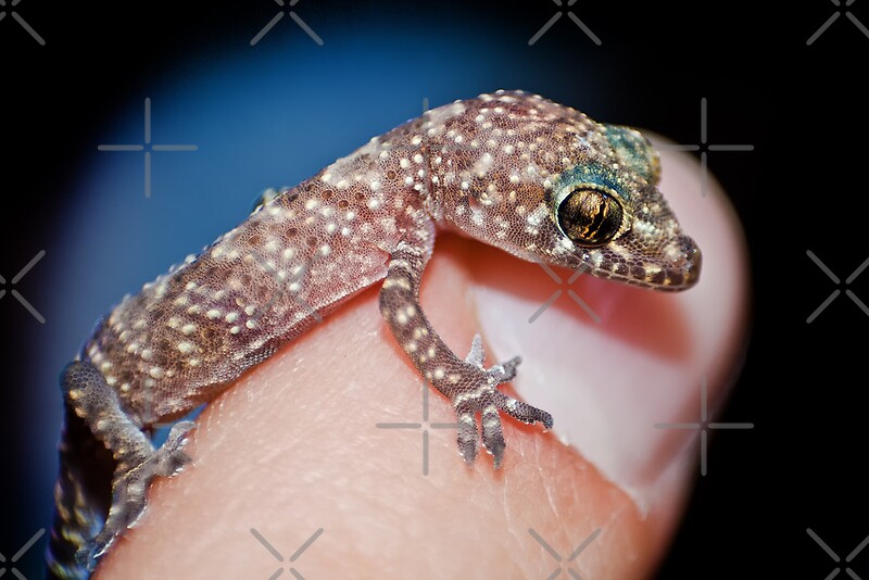 "Tiny Gecko" by V-Light | Redbubble