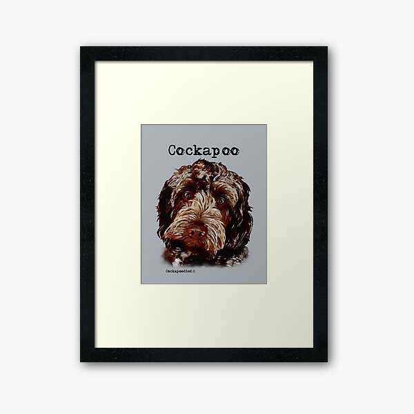"Chocolate Brown Cockapoo Dog " Framed Art Print for Sale by ...