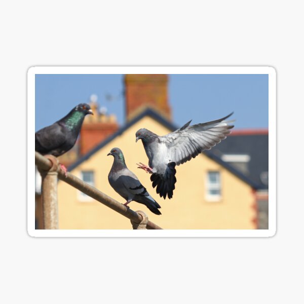 "Incoming!" Sticker for Sale by GreyFeatherPhot | Redbubble