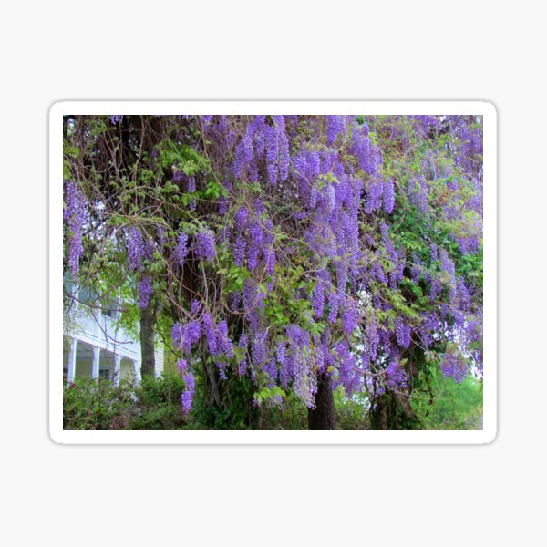 "Purple Flower Tree" Sticker for Sale by Cynthia48 | Redbubble