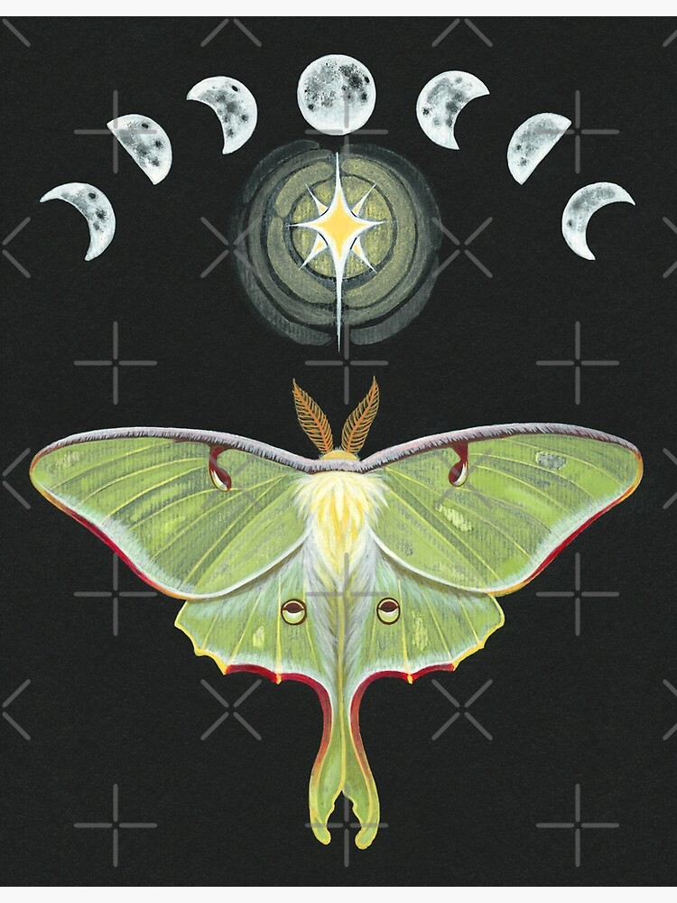 "Luna moth and moon phases" Postcard by AcuaLea | Redbubble