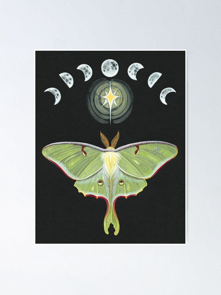 "Luna moth and moon phases" Poster for Sale by AcuaLea | Redbubble